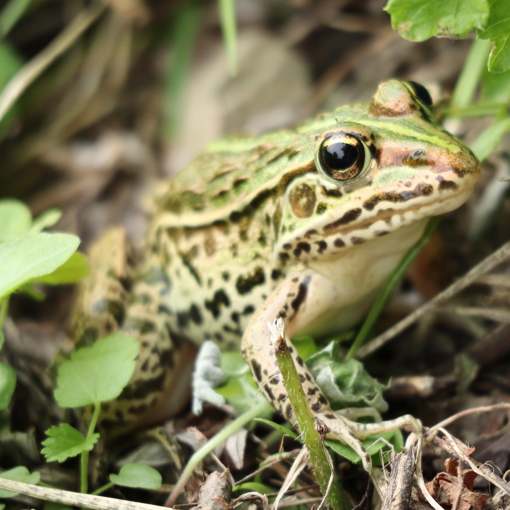 Black-spotted Frog in June 2022 by nao-kun · iNaturalist