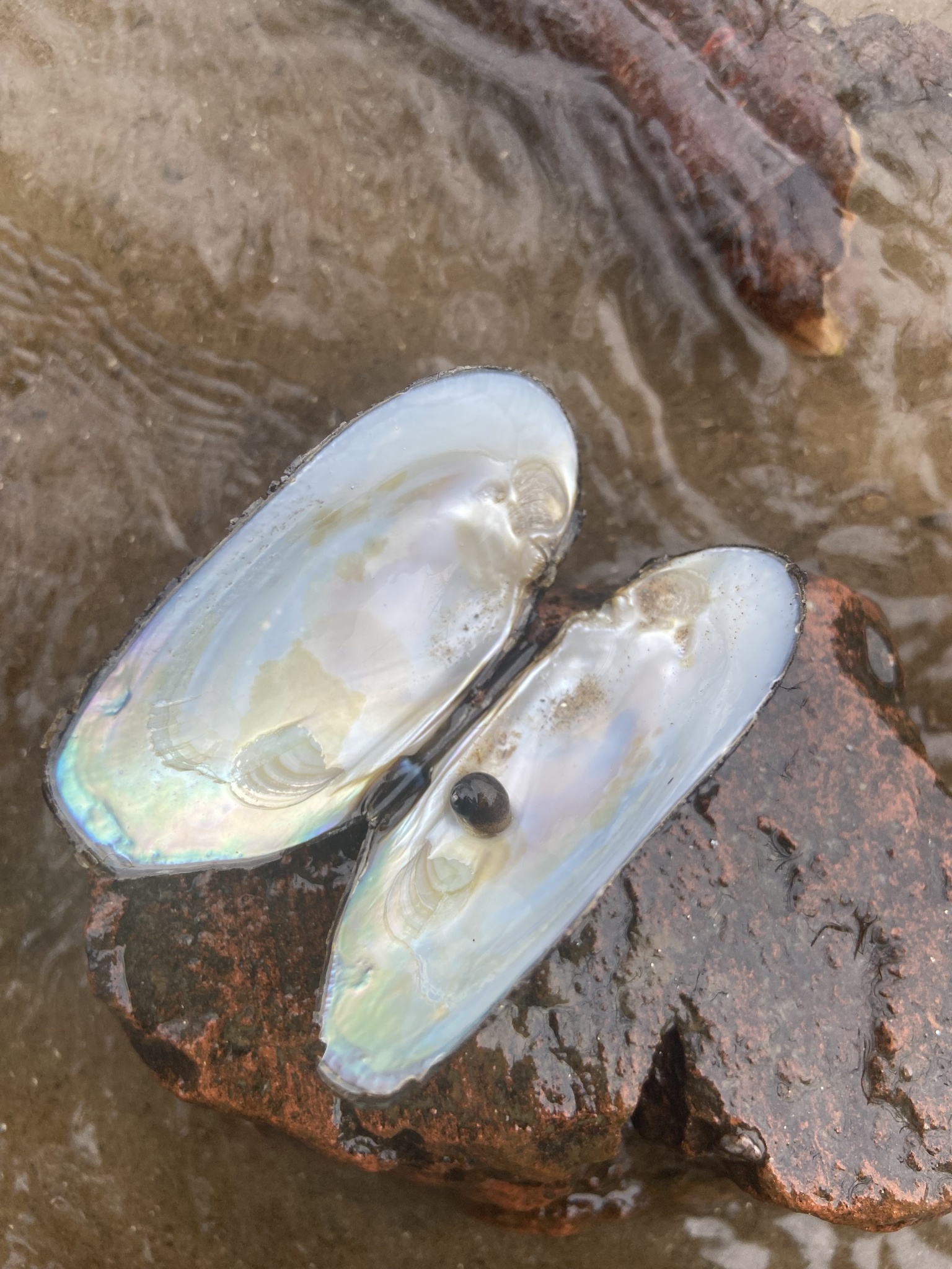 Elliptio complanata (Lightfoot), 1786