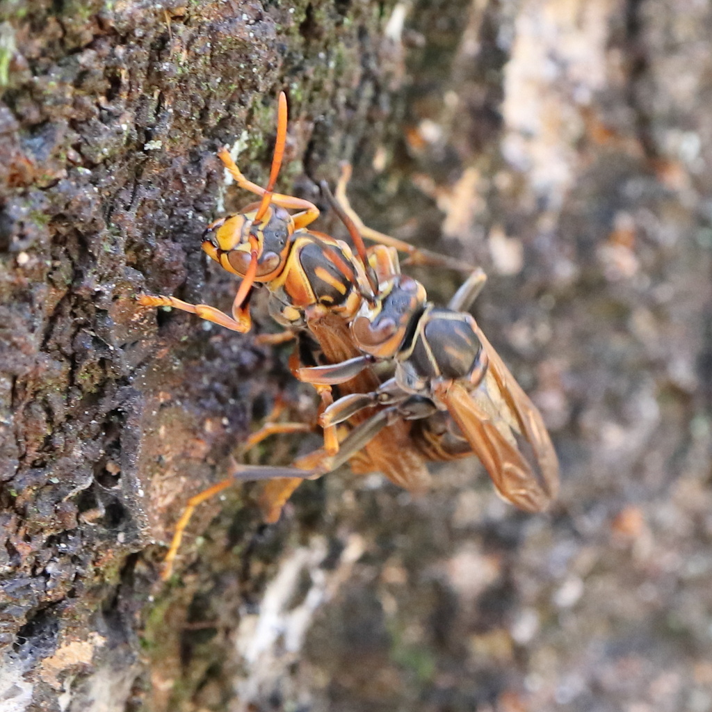 Dark-waisted Paper Wasp in October 2022 by nao-kun · iNaturalist