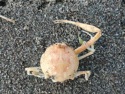 Genus Ilia · iNaturalist