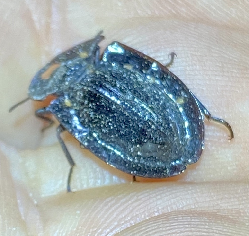 Pie-dish Beetles from Fishing Rd, Elleker, WA, AU on March 03, 2023 at ...