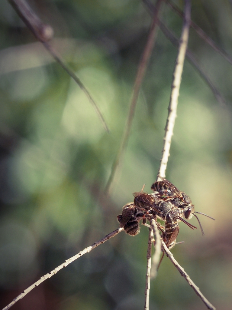 Austronomia from Bangalay Ave on March 03, 2023 at 05:02 PM by jenn ...