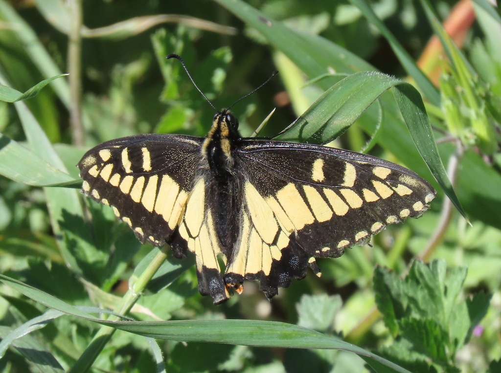Anise Swallowtail from Santa Cruz Island, California 93001, USA on ...