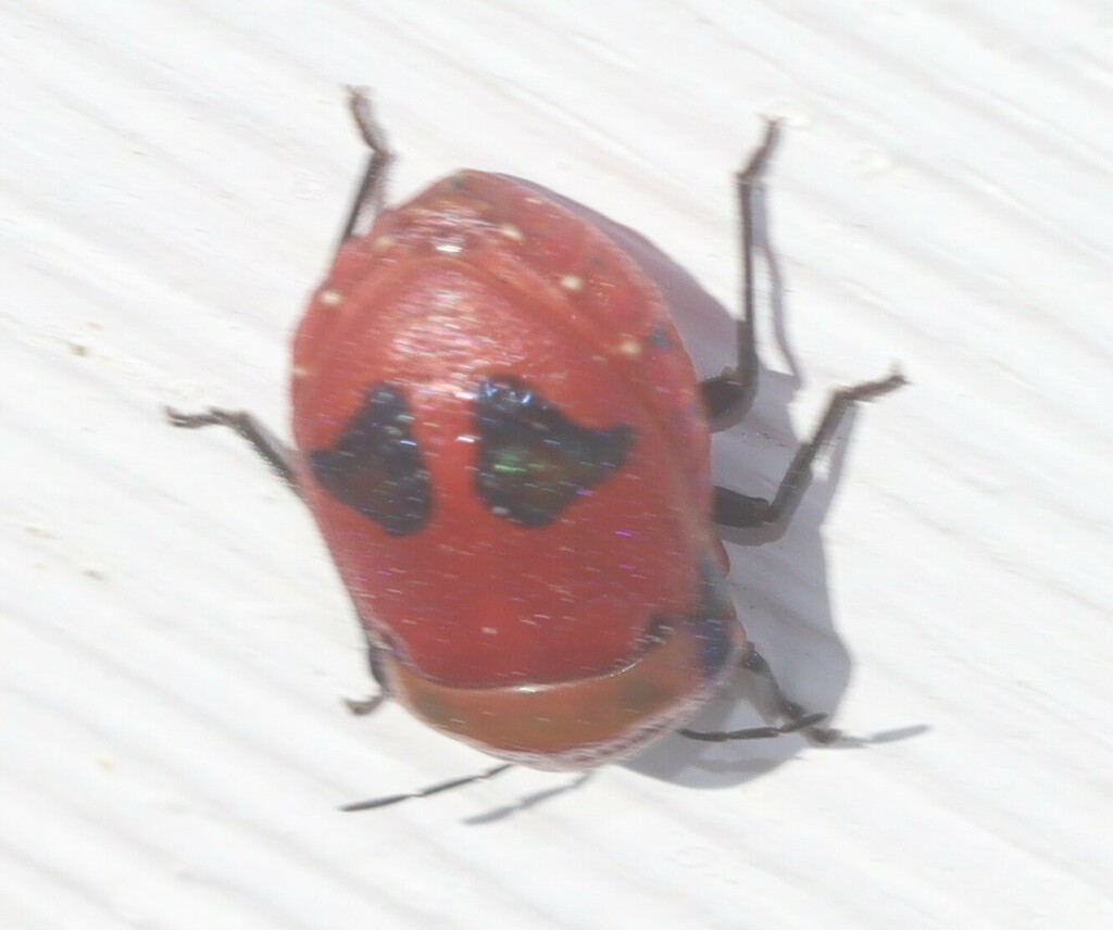 Red Jewel Bug from Point Lonsdale VIC 3225, Australia on February 18 ...