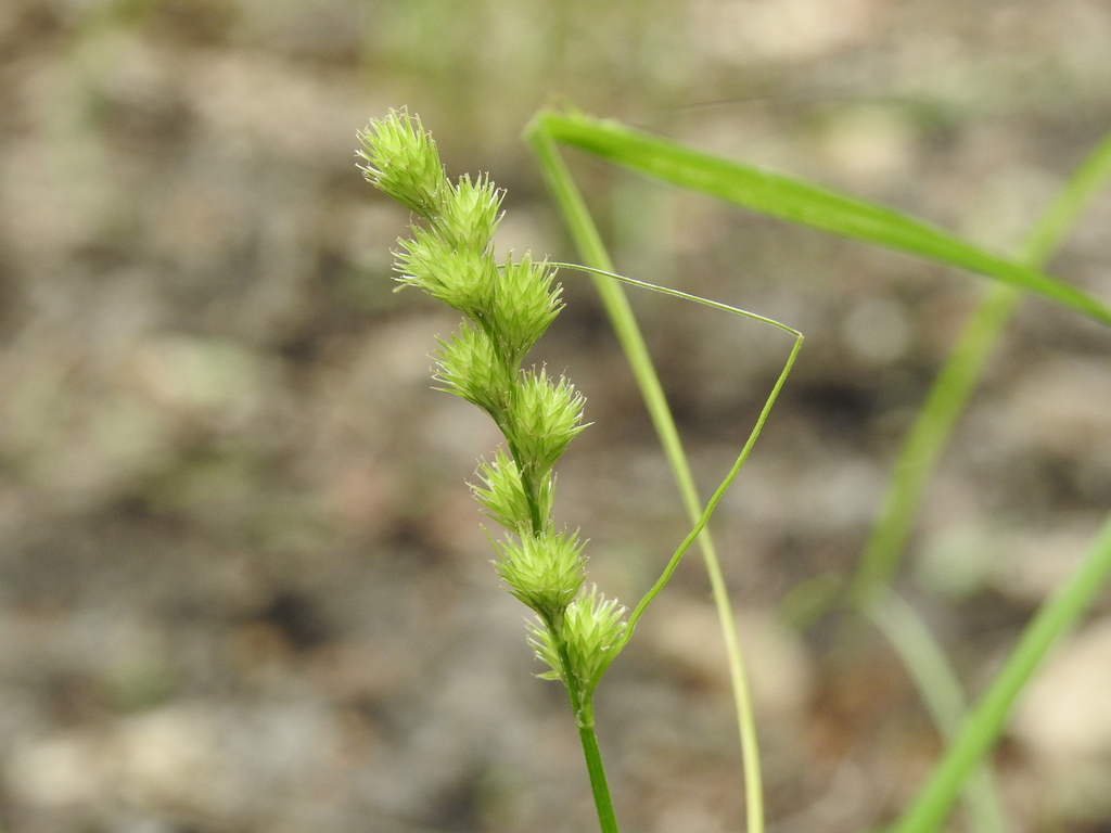 blunt broom sedge from Norfolk County, ON, Canada on June 19, 2021 at ...