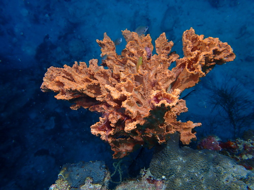 Stylissa carteri · BioDiversity4All