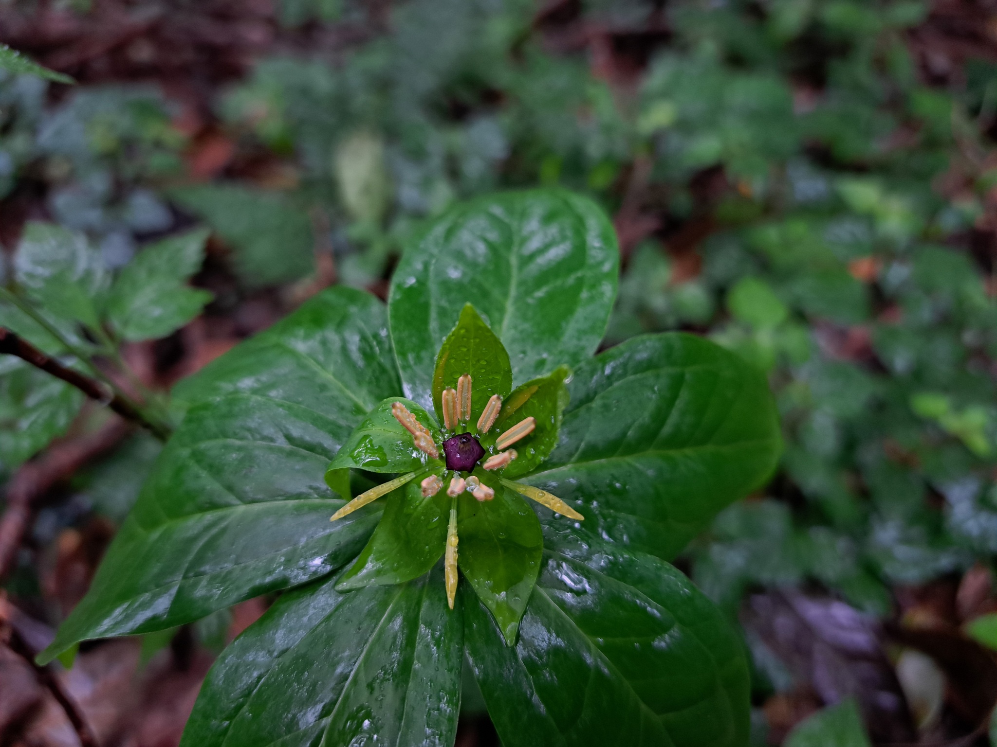 Paris polyphylla Sm.