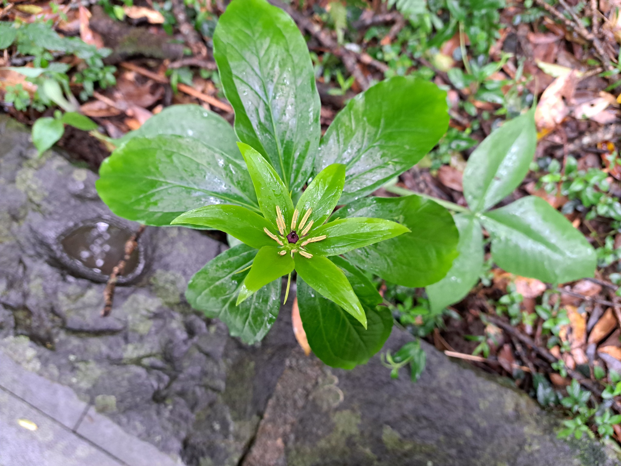 Paris polyphylla Sm.