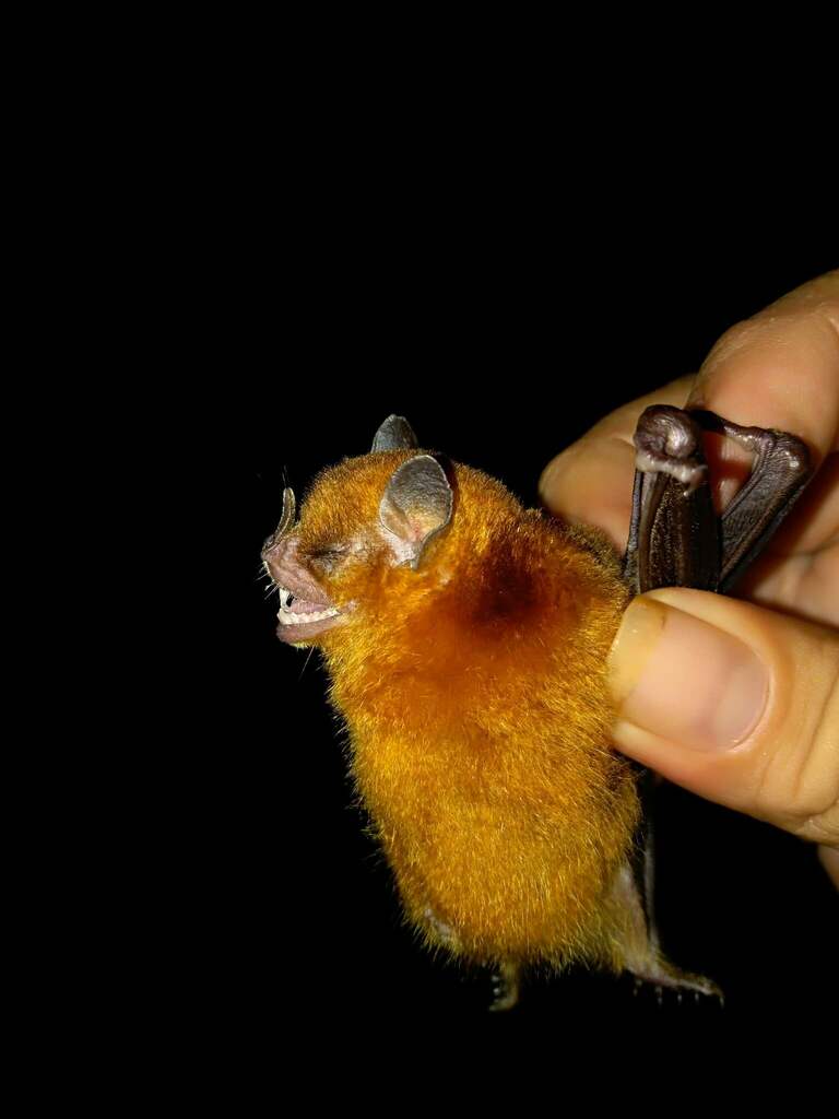 Northern Yellow-shouldered Bat from Valladolid, Yucatán, Mexico on ...