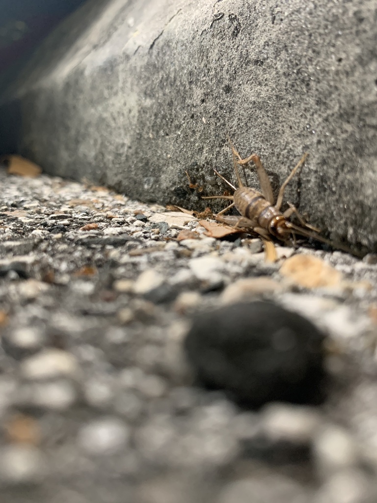 Tropical House Cricket from University of South Florida, Tampa, FL, US ...
