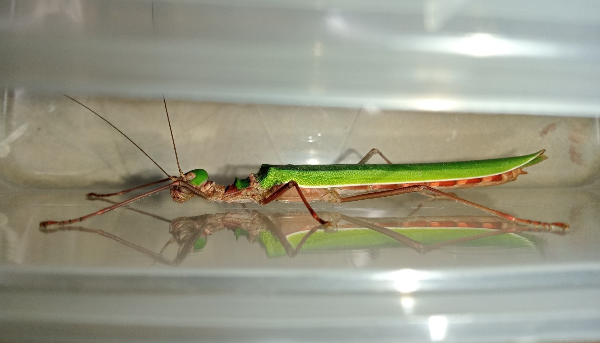 Calvisia virbius (Westwood, 1859)