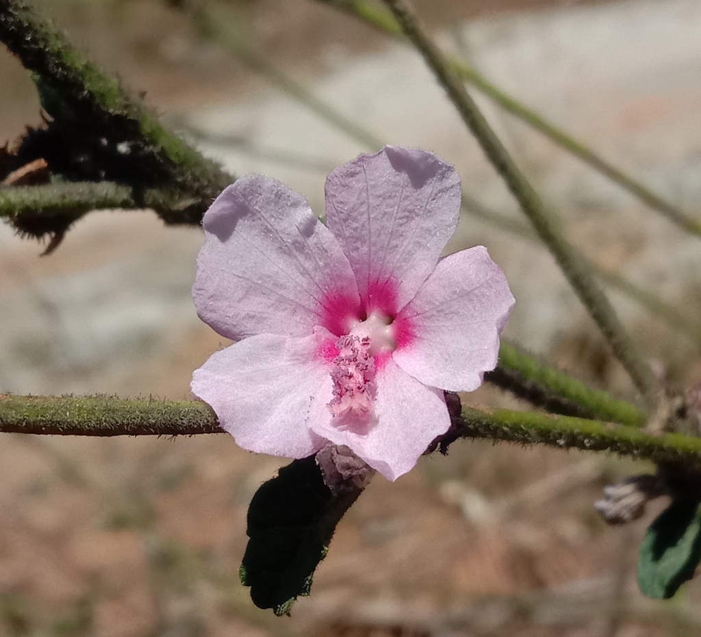 Caesar weed (Urena lobata) - Botanical Realm