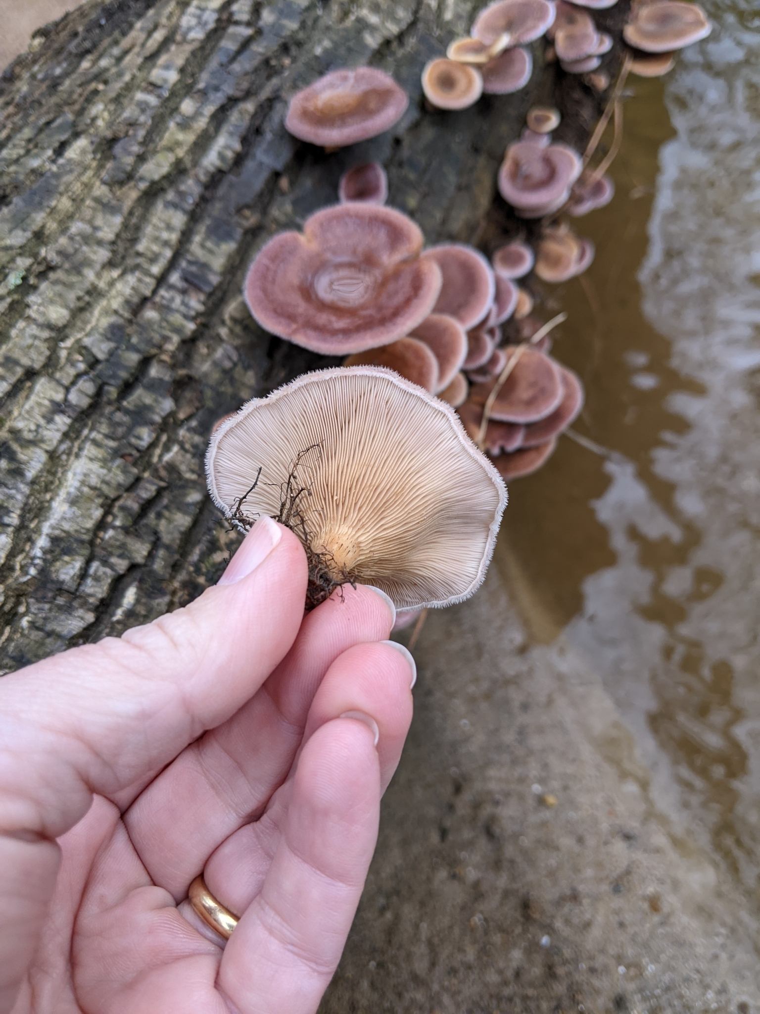 Panus neostrigosus Drechsler-Santos & Wartchow