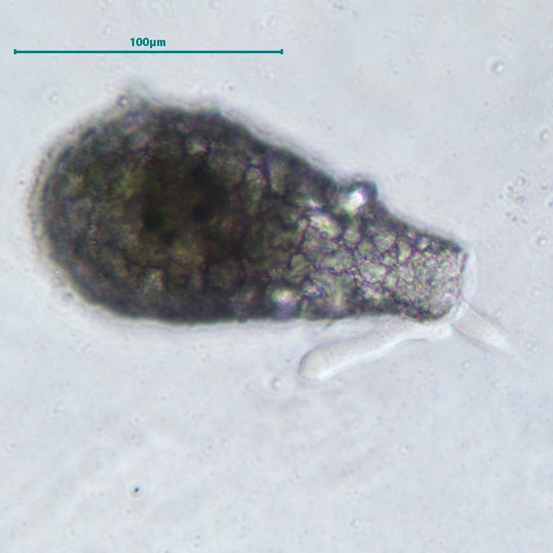 Difflugia Leclerc, 1815