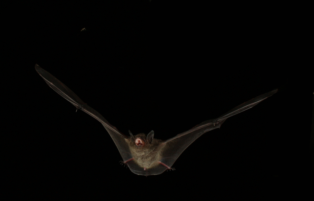 Southern Myotis (Myotis macropus) - Know Your Mammals