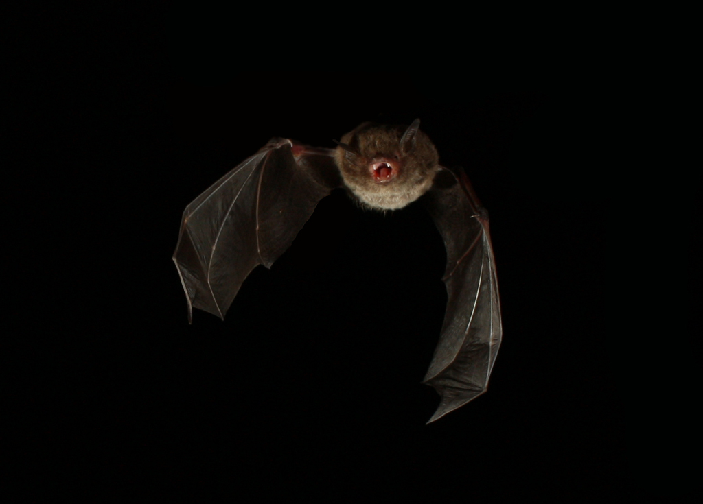 Southern Myotis (Myotis macropus) - Know Your Mammals