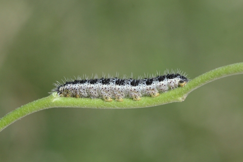 dusky white (Pieris deota) · iNaturalist Guatemala