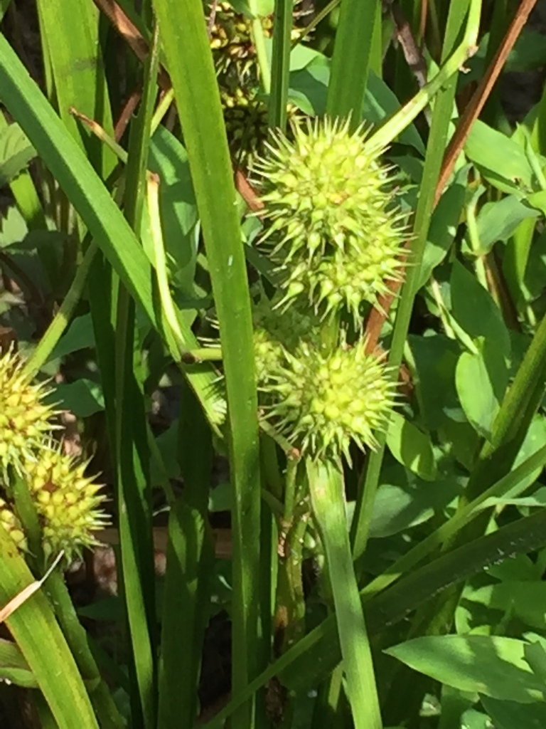 American bur-reed from 21843 National Pike, Boonsboro, MD 21713, USA on ...