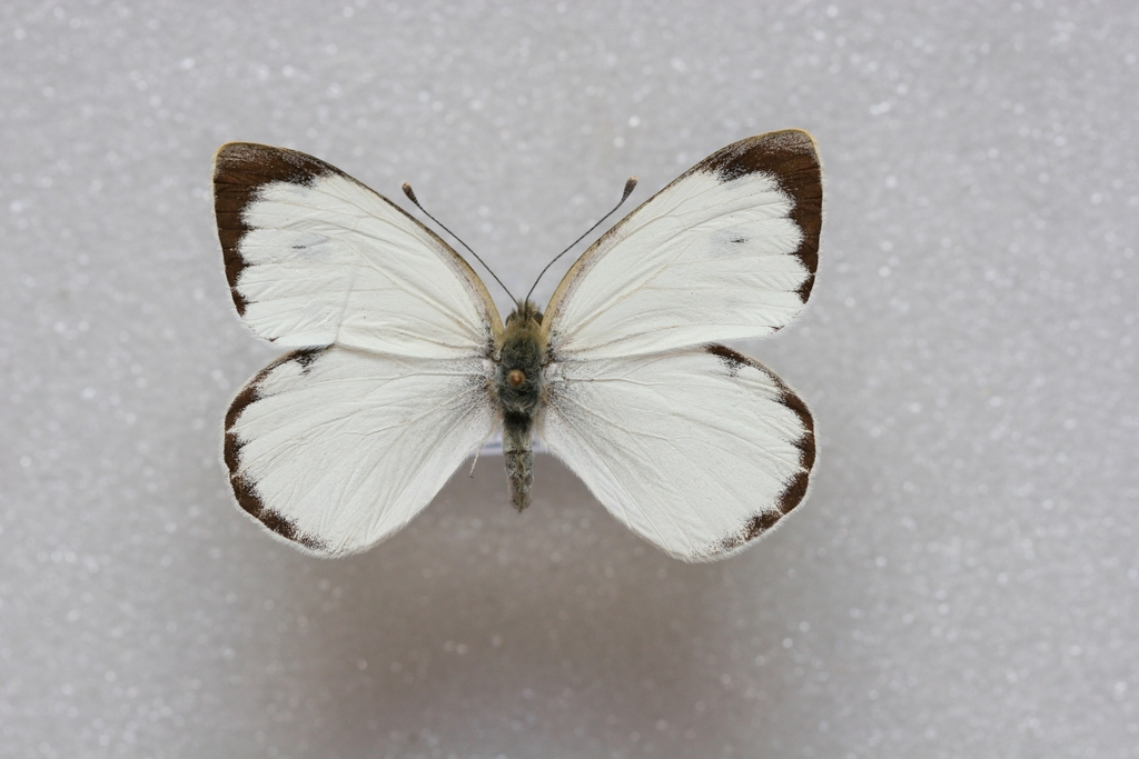 dusky white from Ladakh: Rumtse n Taglang-La, 4000m on July 13, 1995 at ...