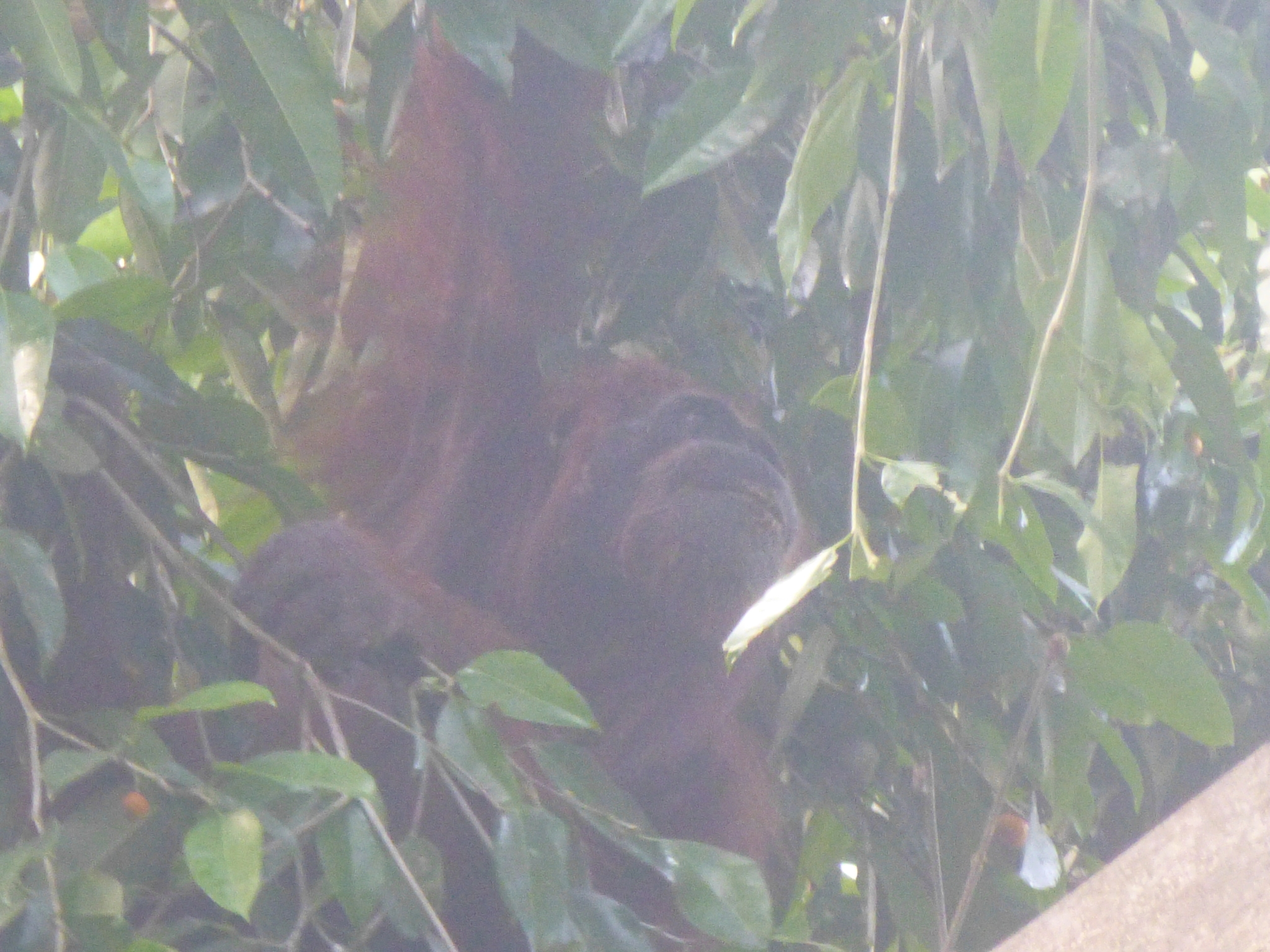 Pongo pygmaeus (Linnaeus, 1760)