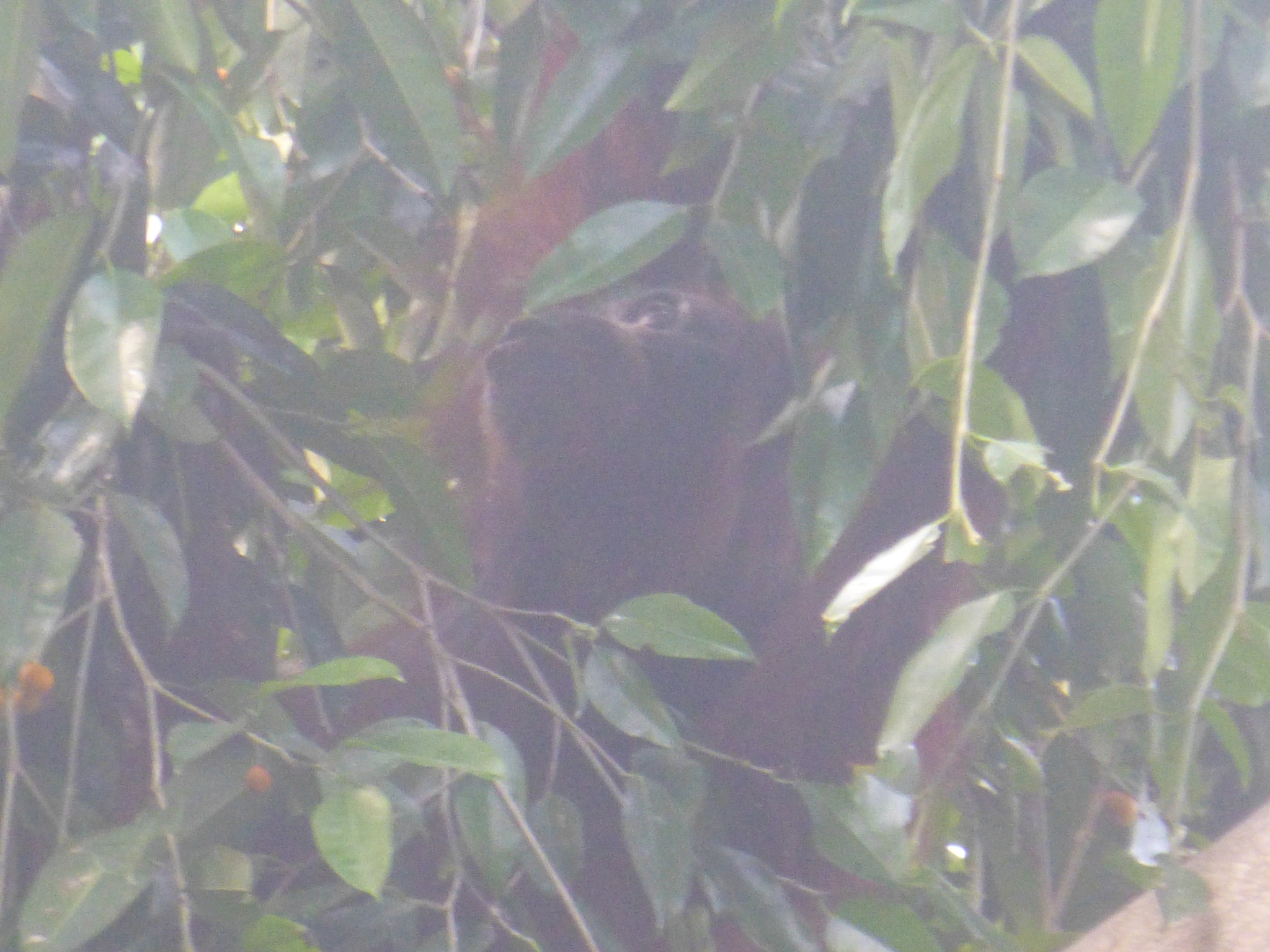 Pongo pygmaeus (Linnaeus, 1760)