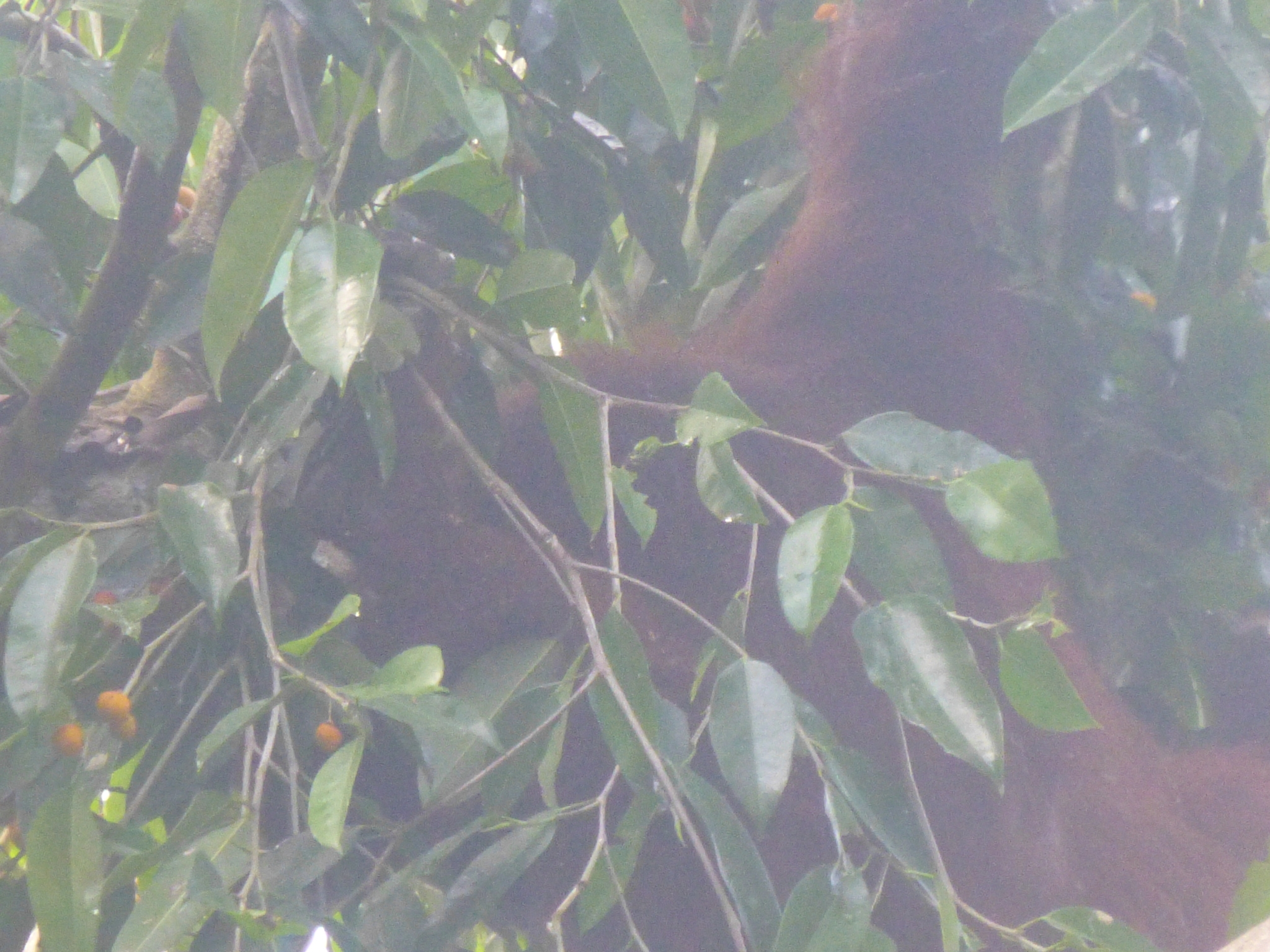 Pongo pygmaeus (Linnaeus, 1760)