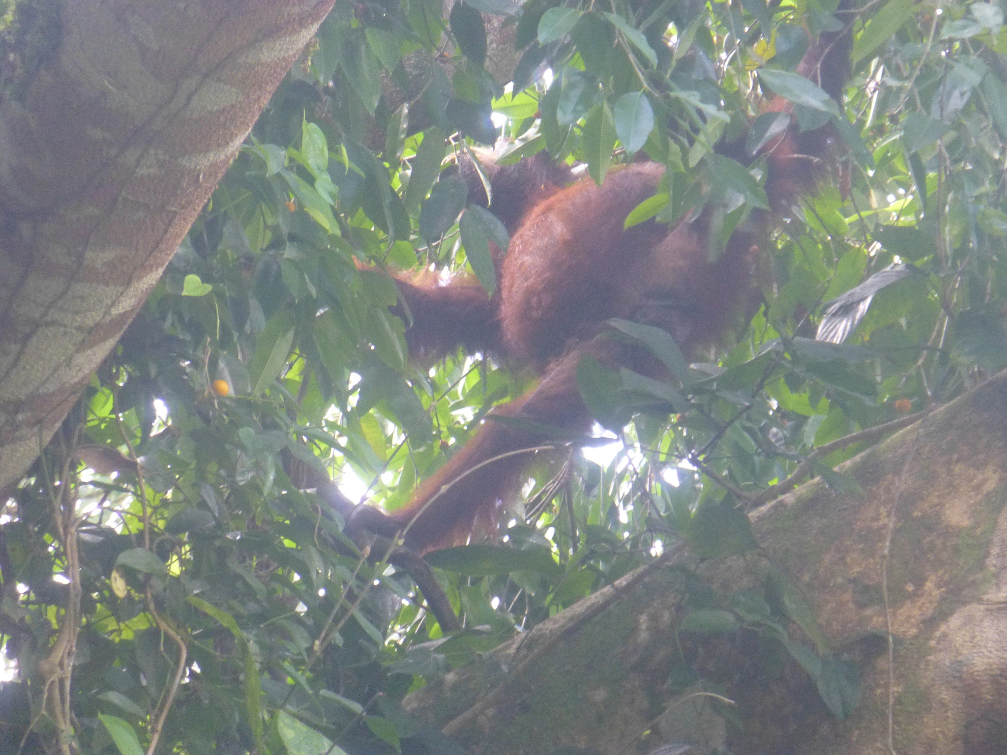 Pongo pygmaeus (Linnaeus, 1760)