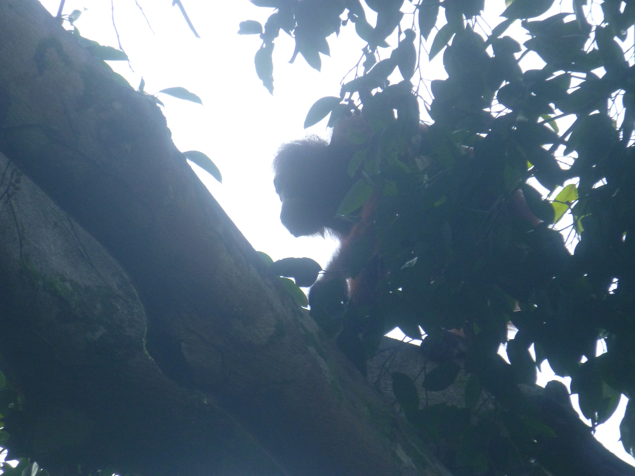 Pongo pygmaeus (Linnaeus, 1760)