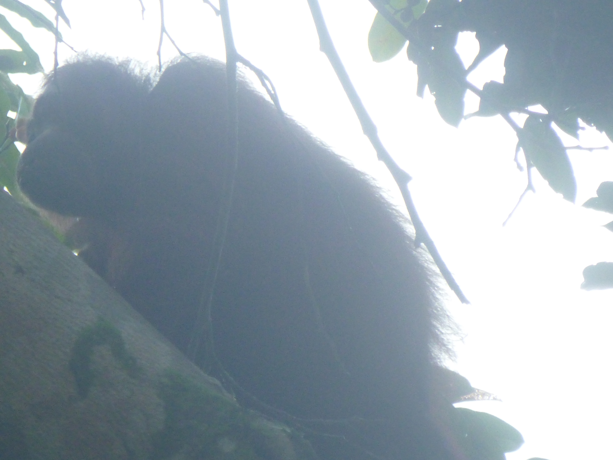 Pongo pygmaeus (Linnaeus, 1760)