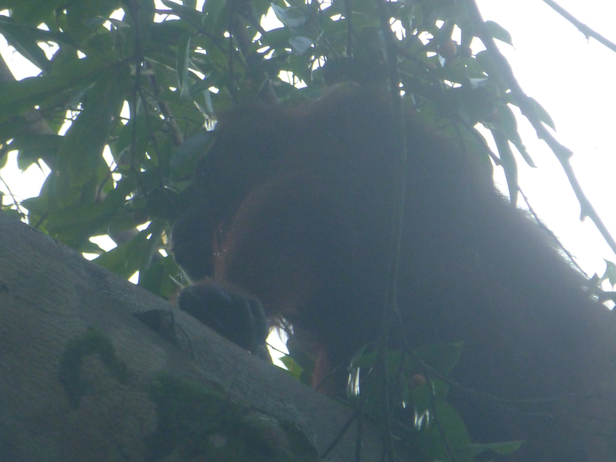 Pongo pygmaeus (Linnaeus, 1760)