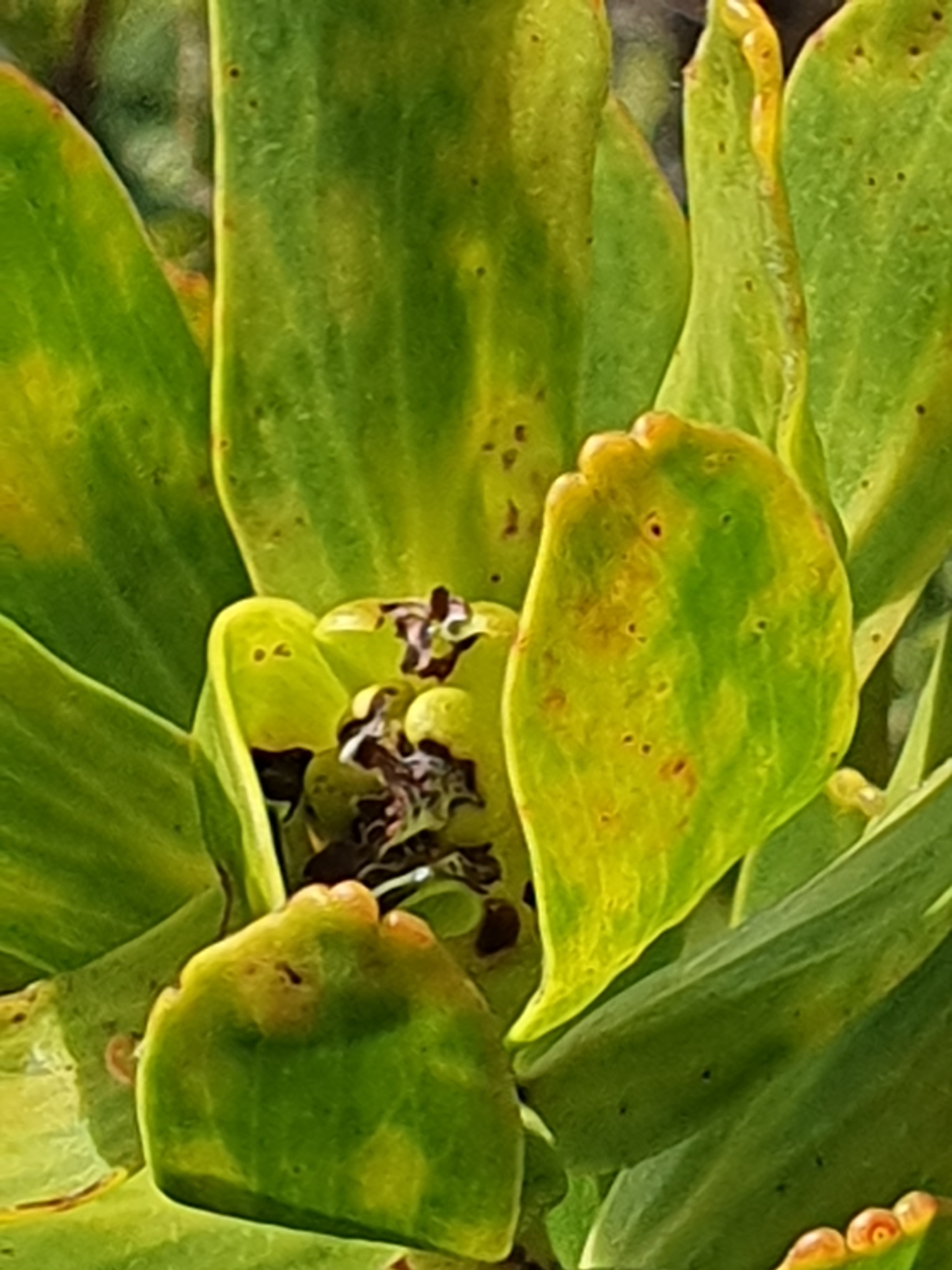 Mimetes cucullatus (L.) R.Br.