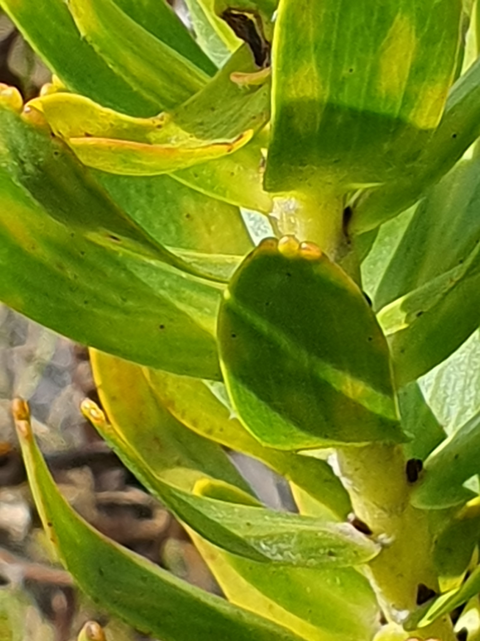 Mimetes cucullatus (L.) R.Br.