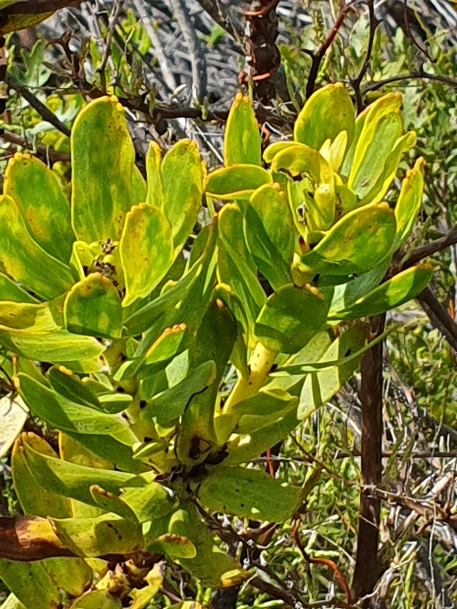 Mimetes cucullatus (L.) R.Br.