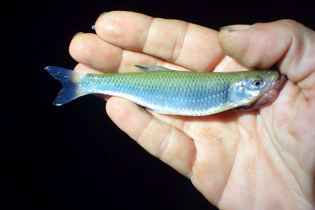 Whitetail Shiner (Cyprinella galactura) - Marine Life Identification