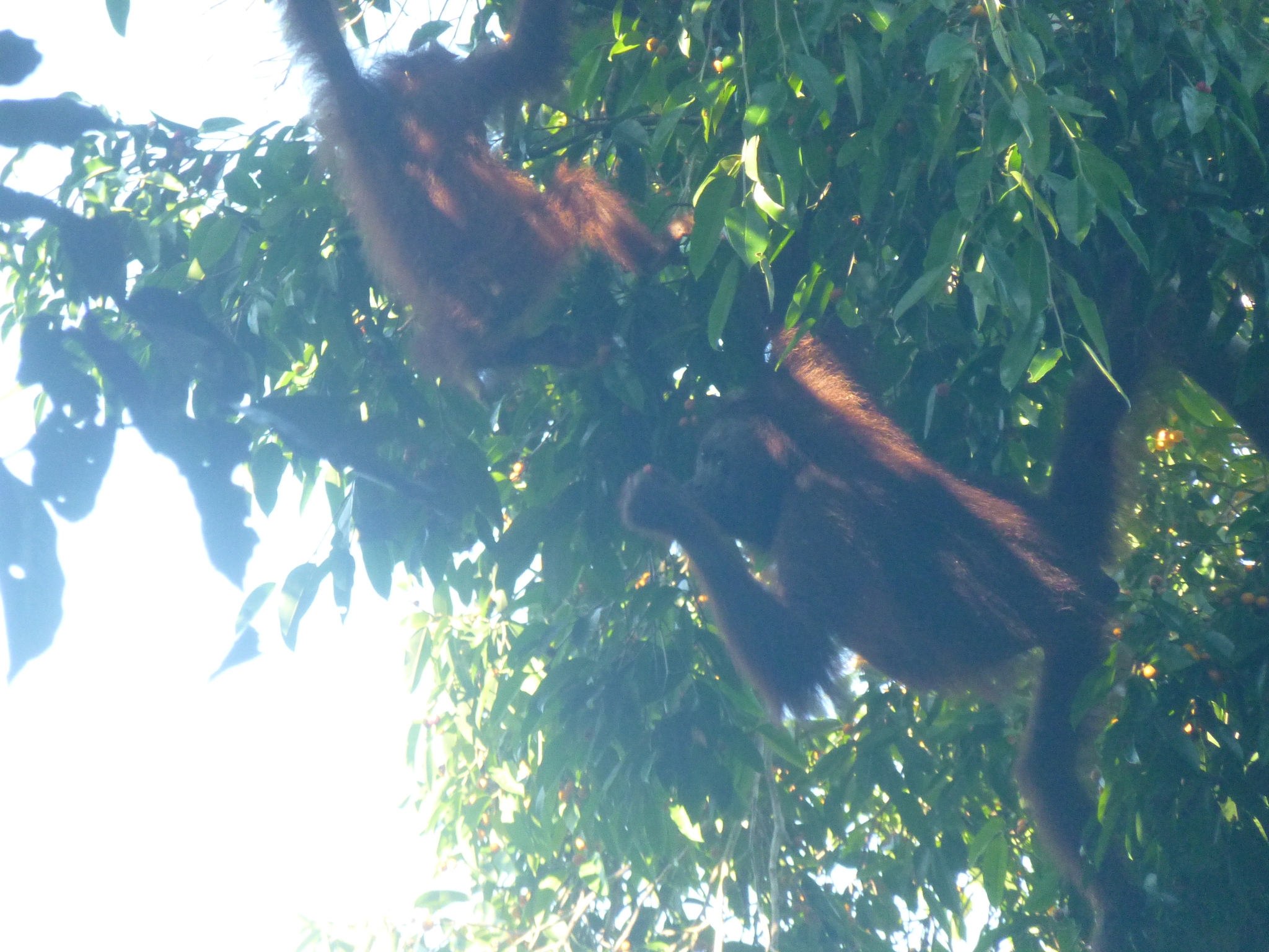 Pongo pygmaeus (Linnaeus, 1760)
