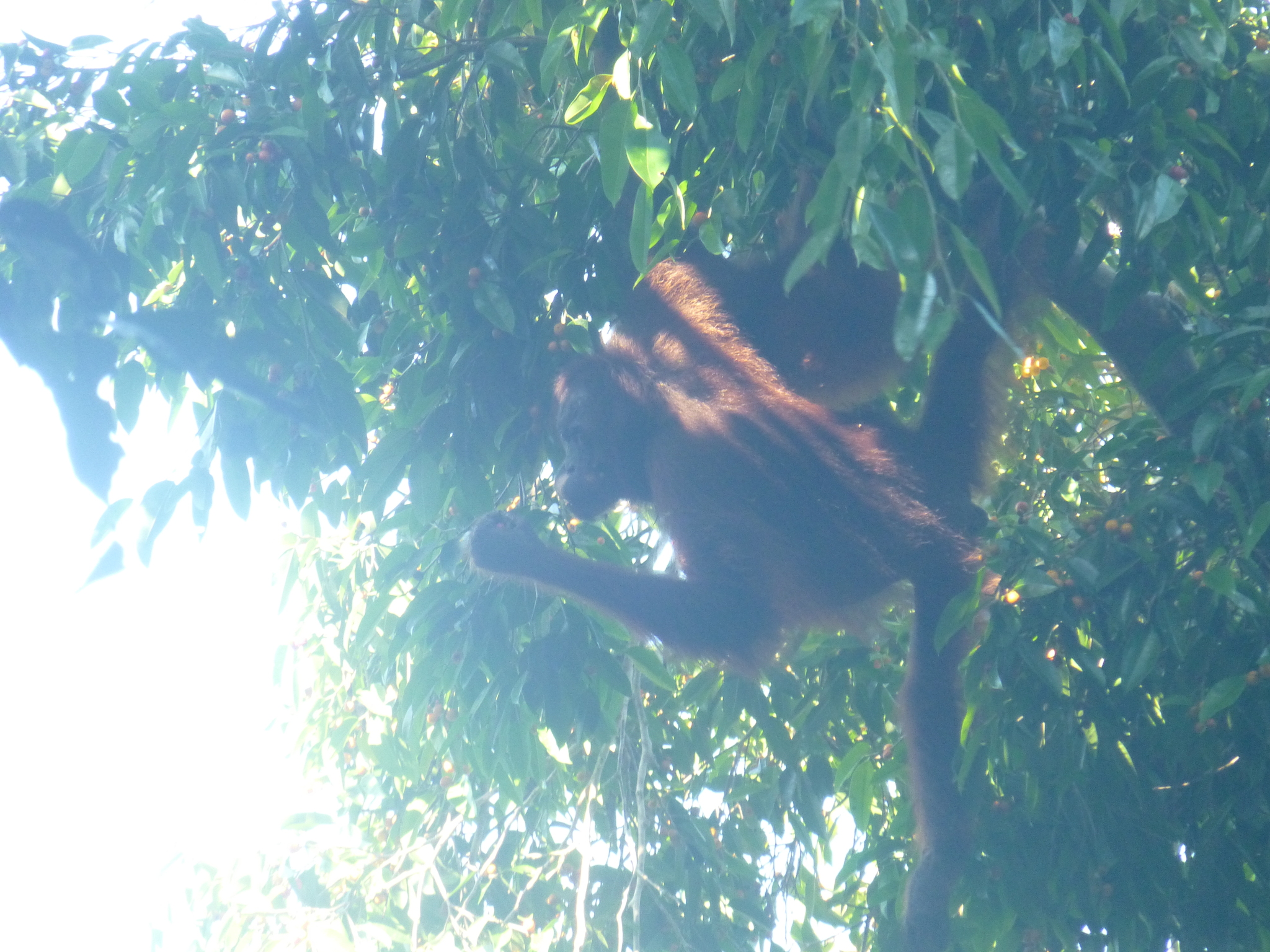 Pongo pygmaeus (Linnaeus, 1760)