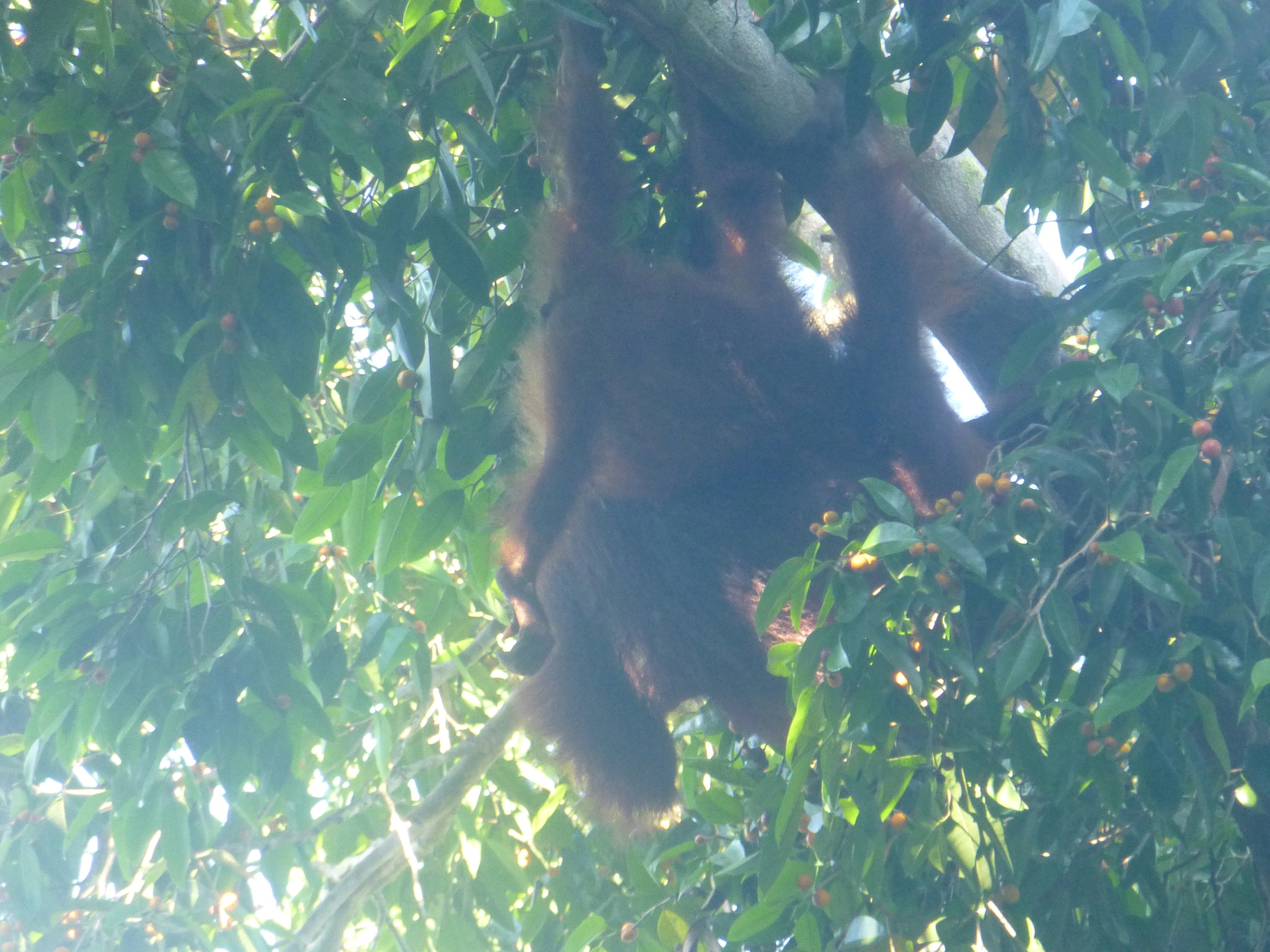 Pongo pygmaeus (Linnaeus, 1760)