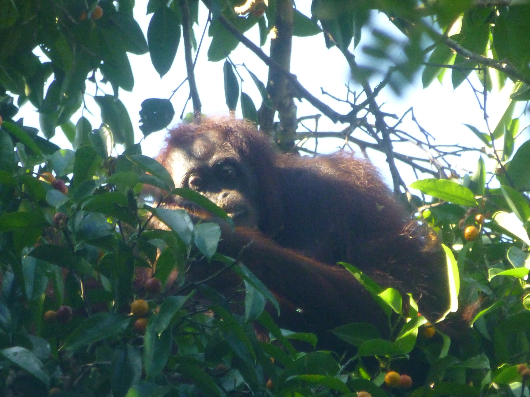 Pongo pygmaeus (Linnaeus, 1760)