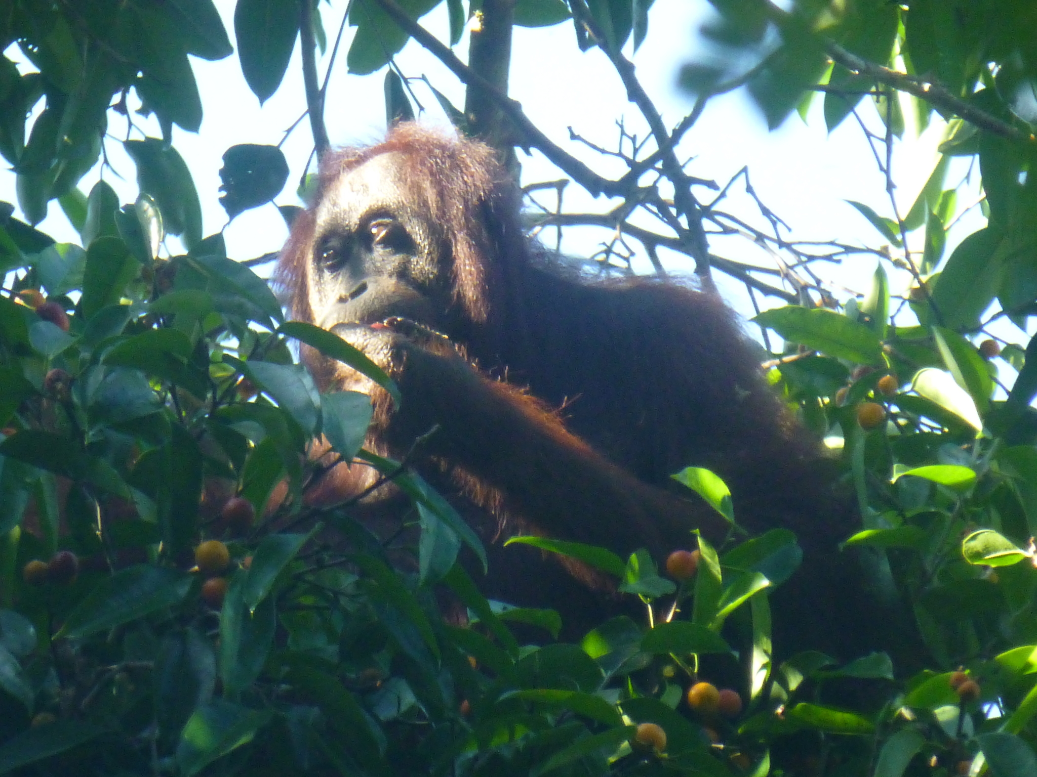 Pongo pygmaeus (Linnaeus, 1760)