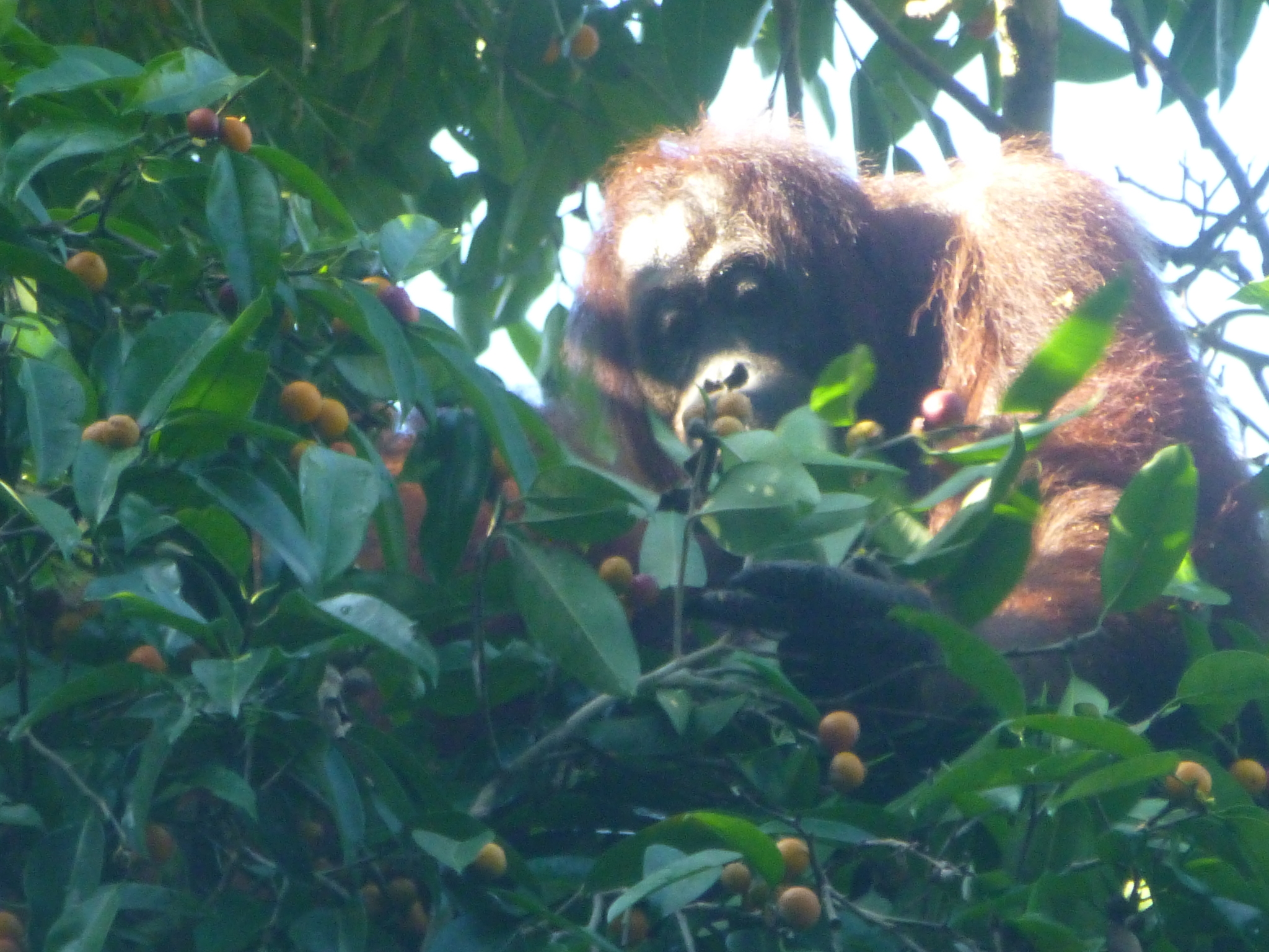 Pongo pygmaeus (Linnaeus, 1760)