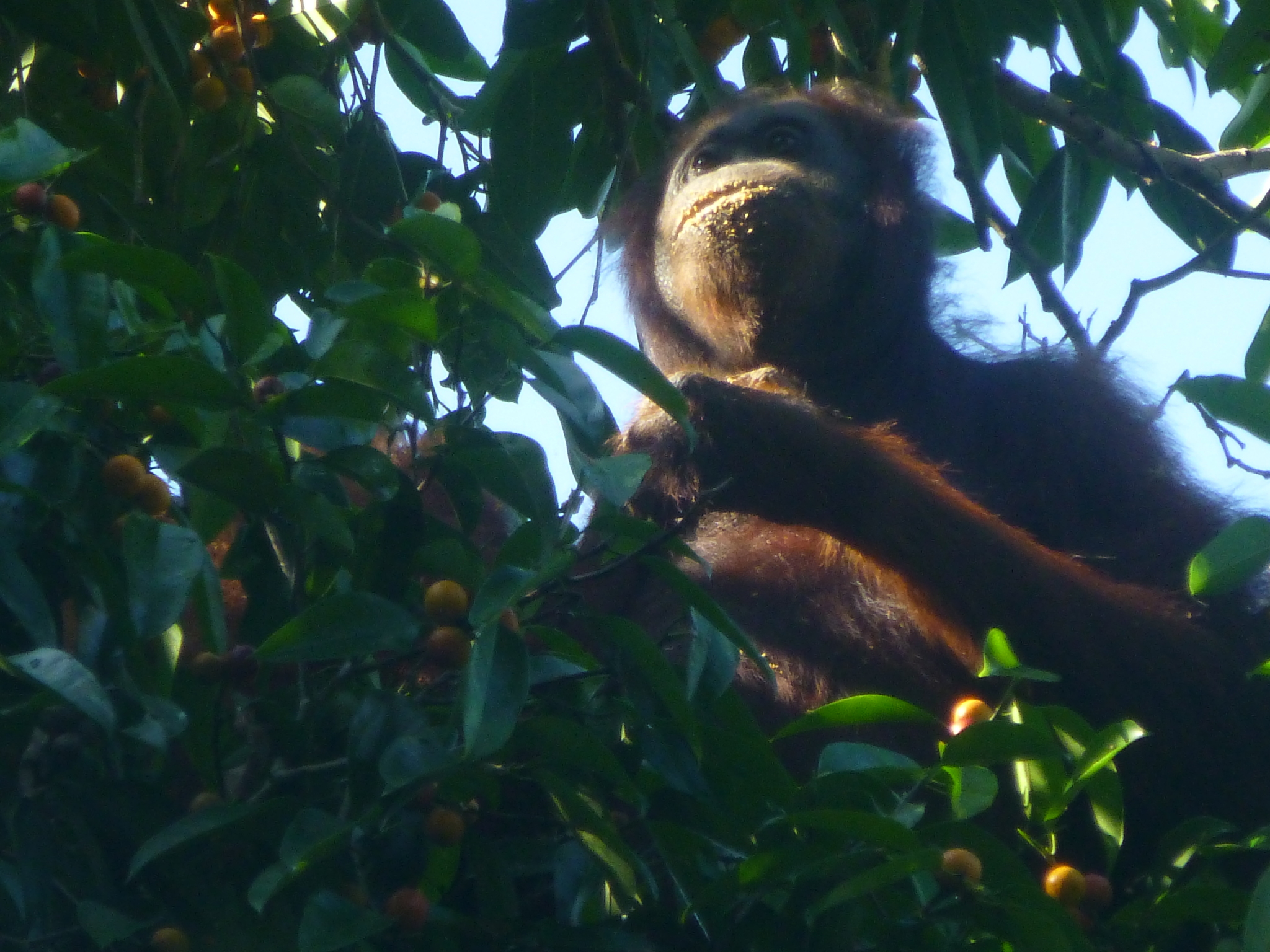 Pongo pygmaeus (Linnaeus, 1760)