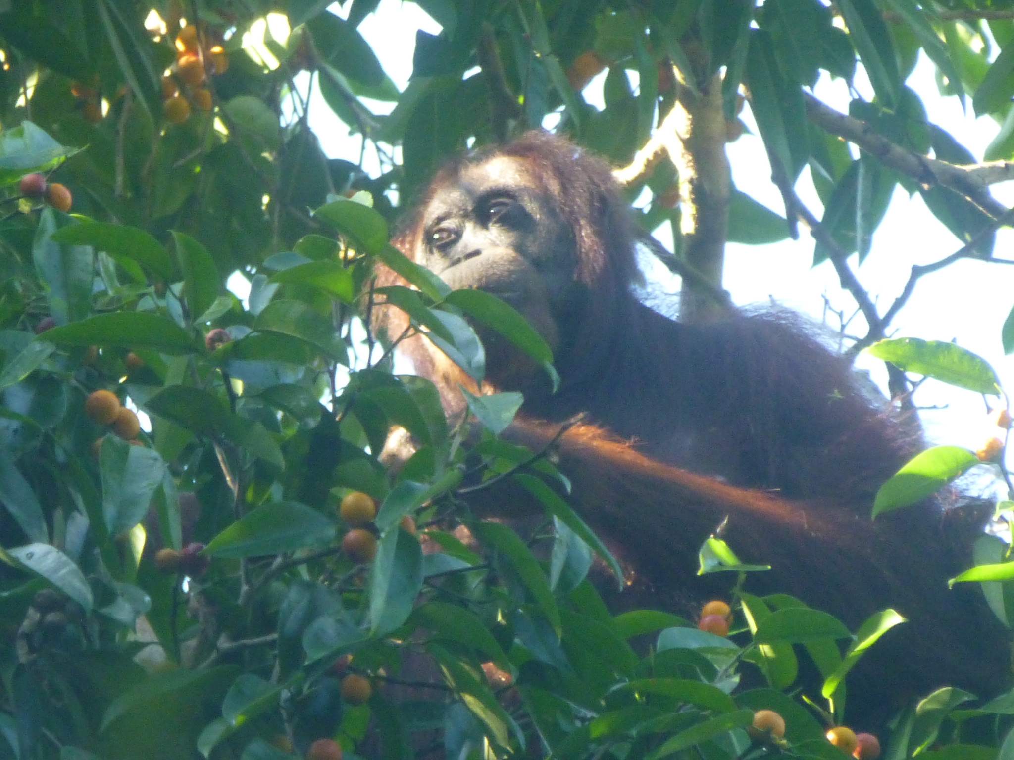 Pongo pygmaeus (Linnaeus, 1760)