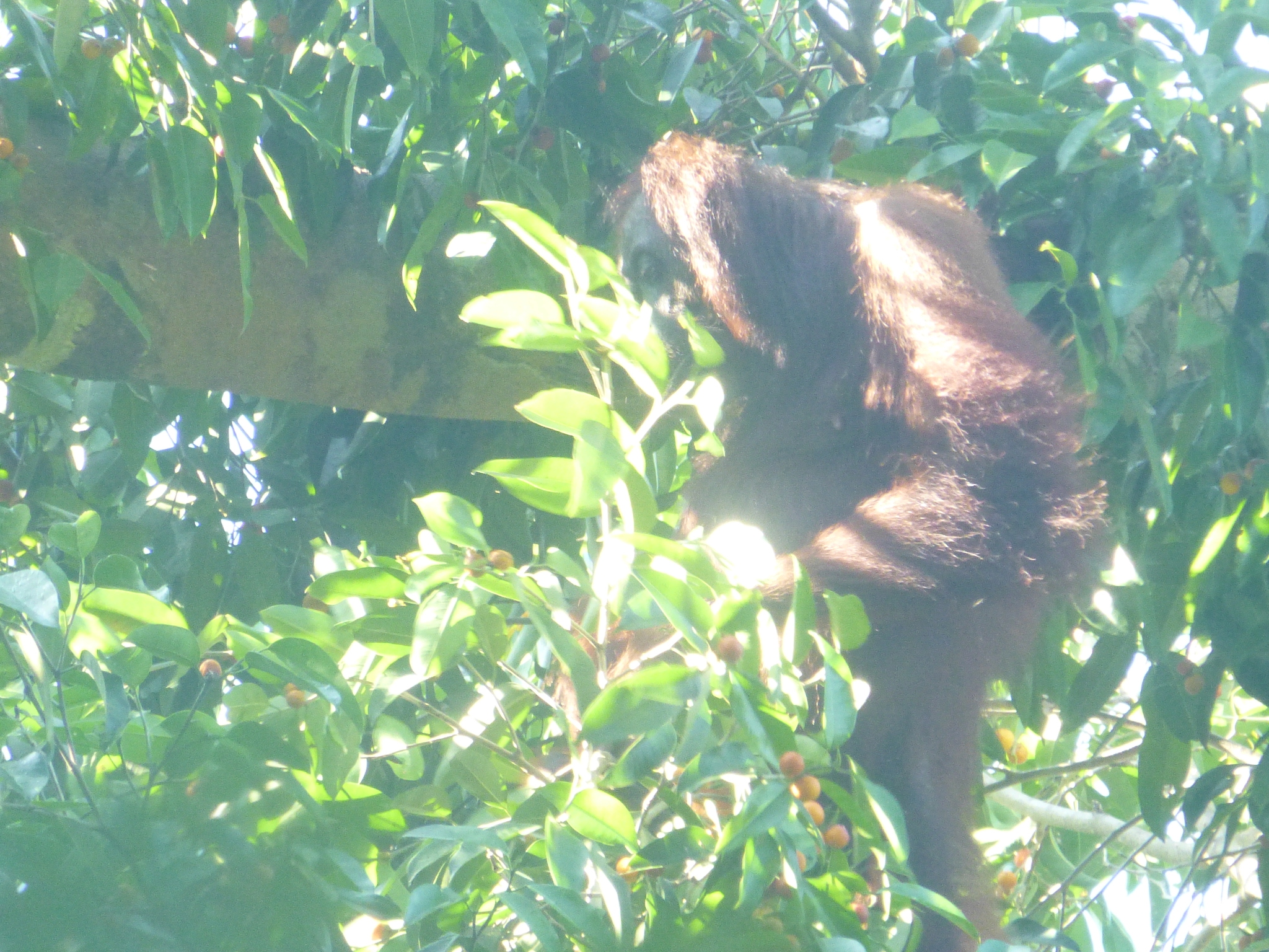 Pongo pygmaeus (Linnaeus, 1760)