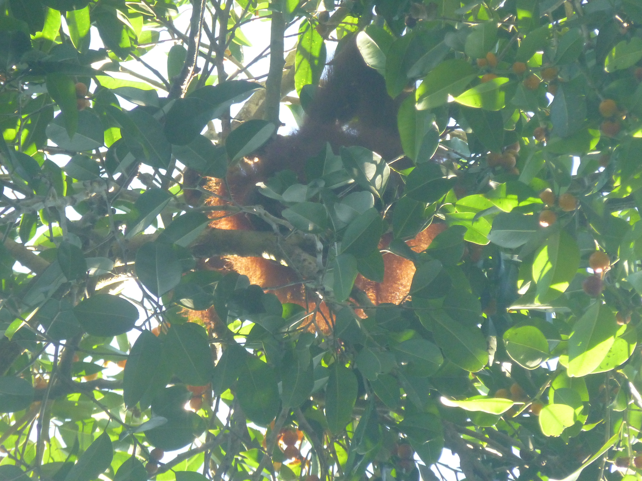 Pongo pygmaeus (Linnaeus, 1760)