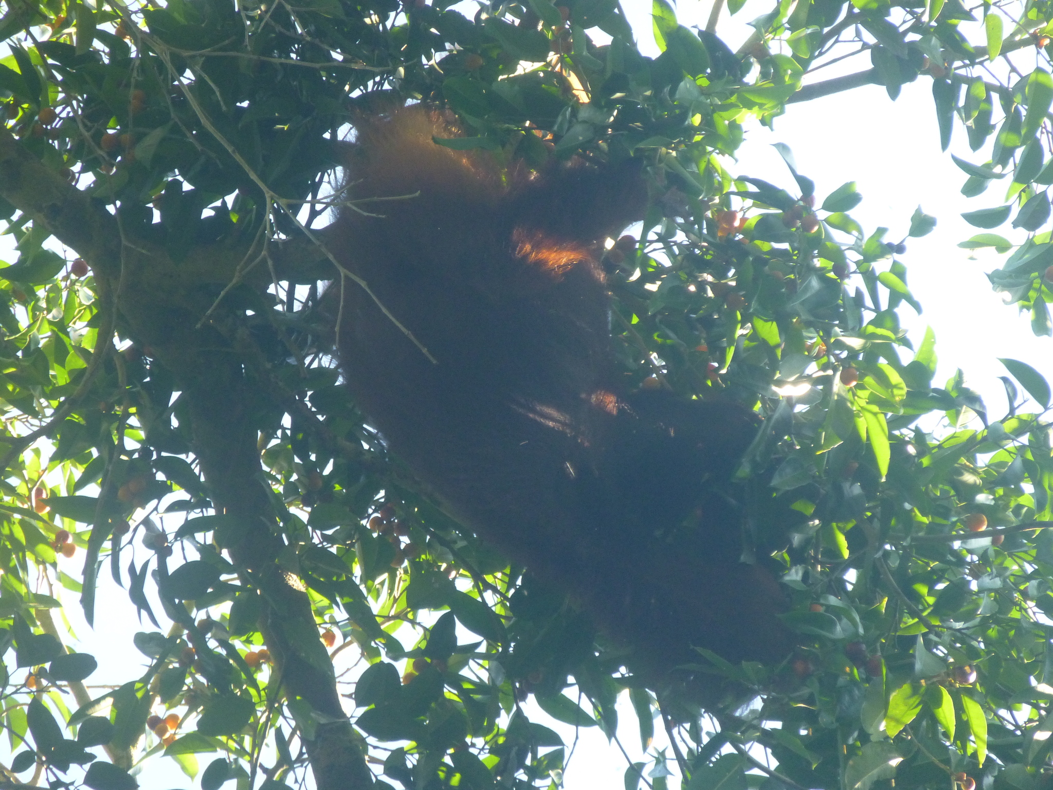 Pongo pygmaeus (Linnaeus, 1760)