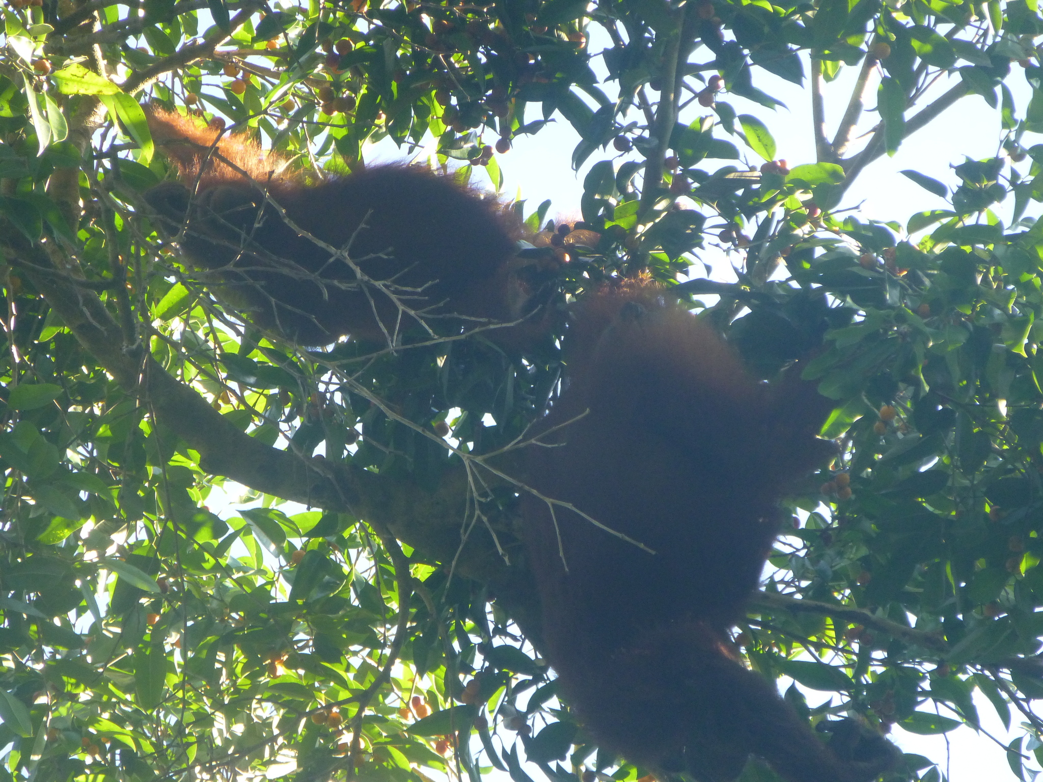 Pongo pygmaeus (Linnaeus, 1760)