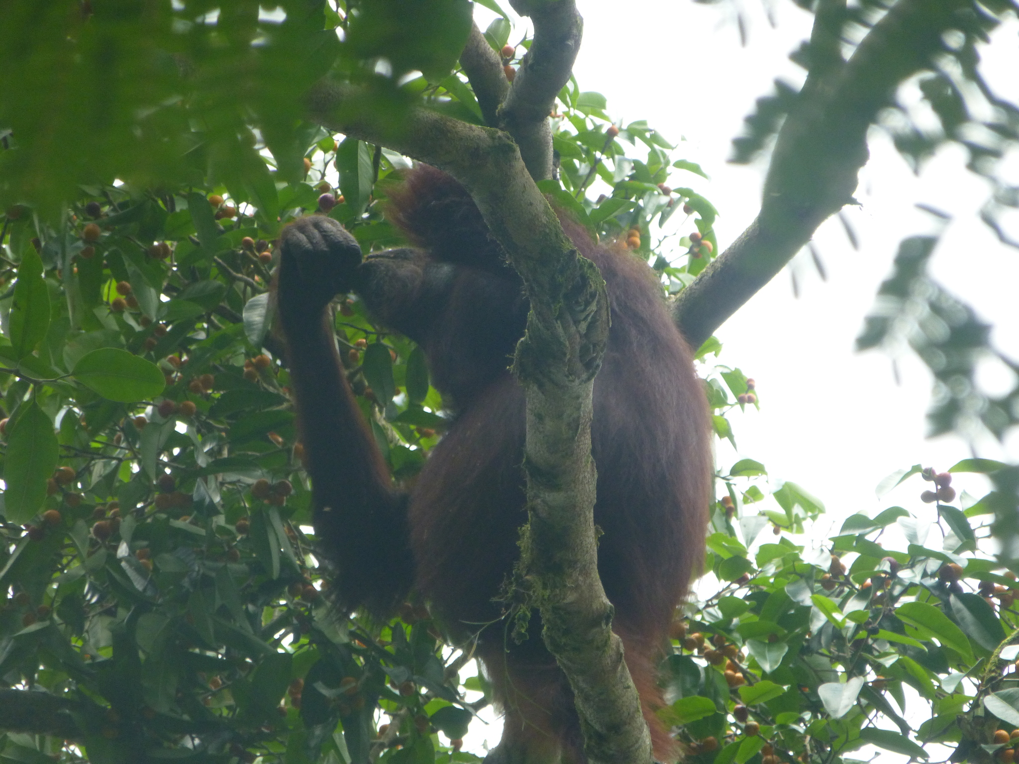 Pongo pygmaeus (Linnaeus, 1760)