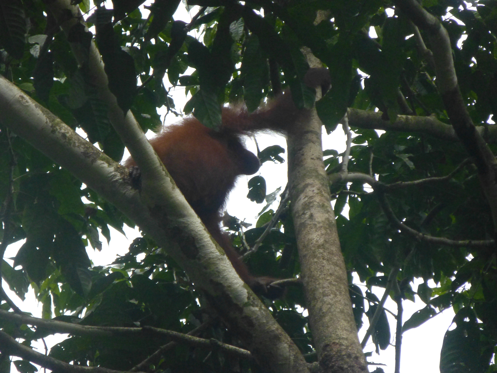 Pongo pygmaeus (Linnaeus, 1760)