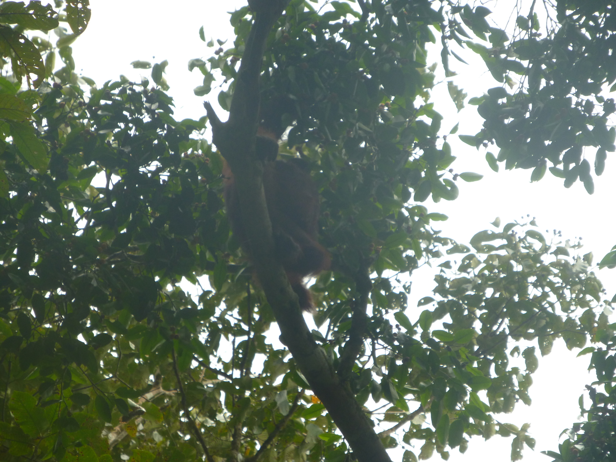 Pongo pygmaeus (Linnaeus, 1760)