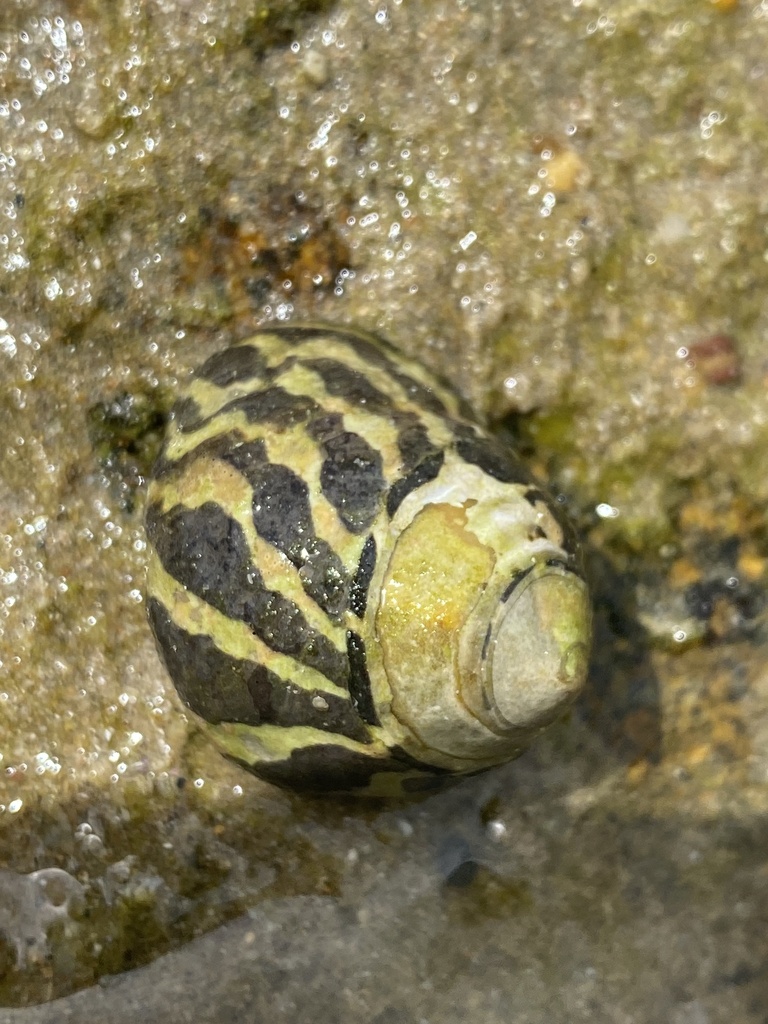 Zebra Top Snail from Coffs Harbour, NSW, AU on March 02, 2023 at 12:33 ...